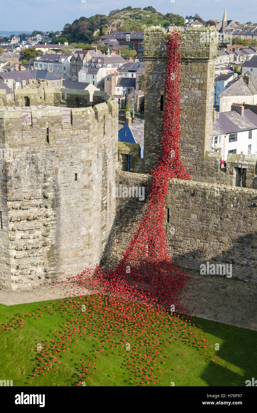 Weeping Window art sculpture of ceramic red poppies display on ...