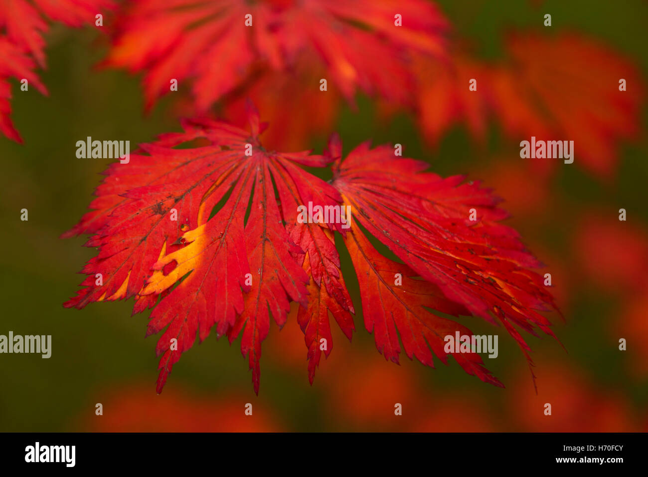 Vibrant red Acer foliage in the Japanese Garden in Park Clingendael ...