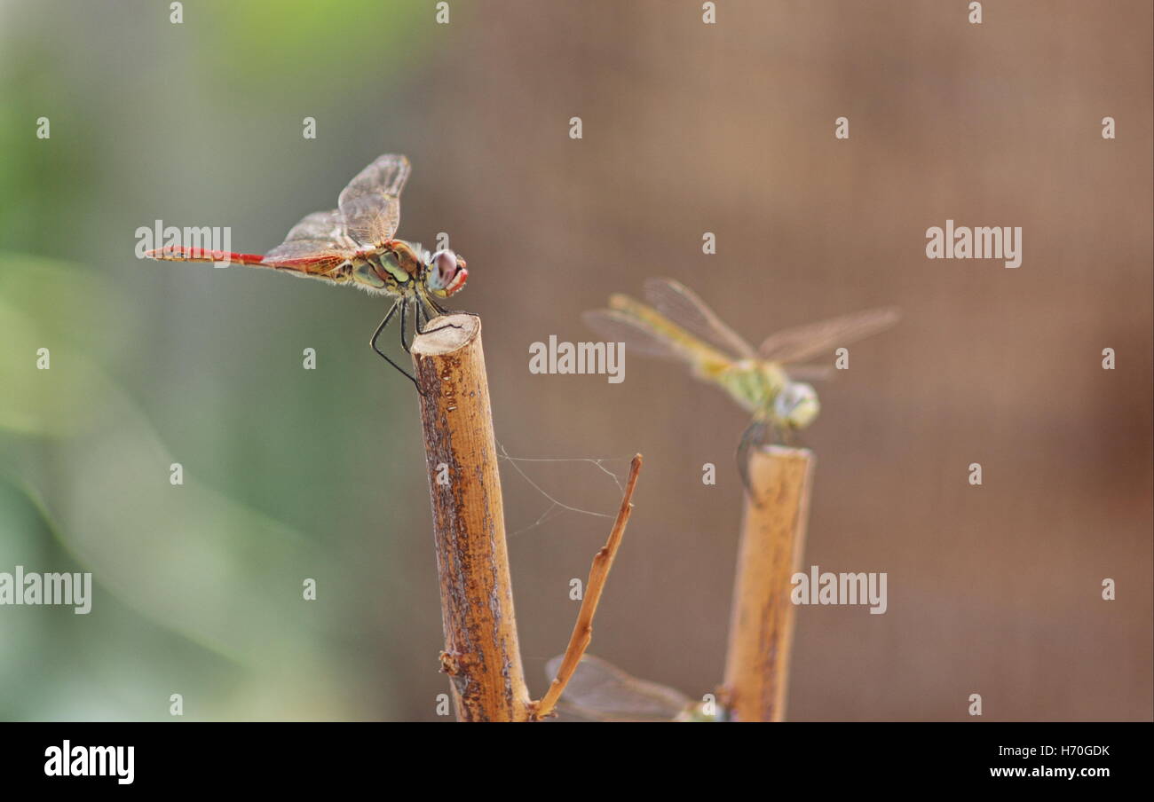 Fly rests hi-res stock photography and images - Alamy