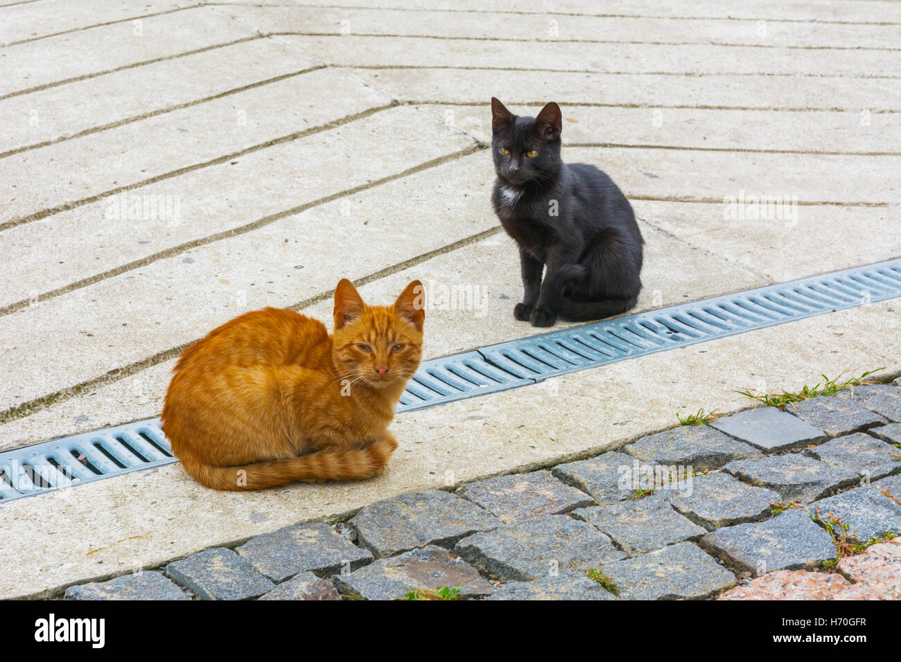 Domestic cats isolated hi-res stock photography and images - Alamy