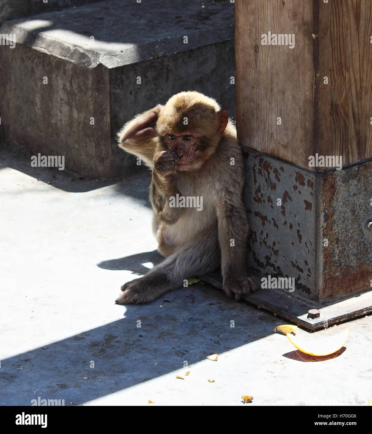Scratch monkey hi-res stock photography and images - Alamy