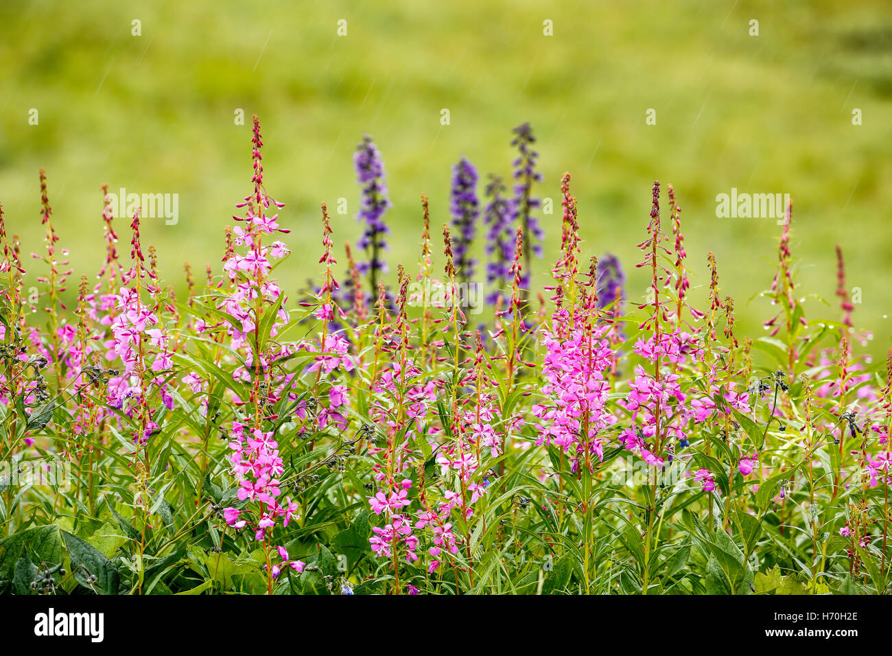 Common Fireweed and Larkspur line the Denali Park Road at Sable Pass in ...