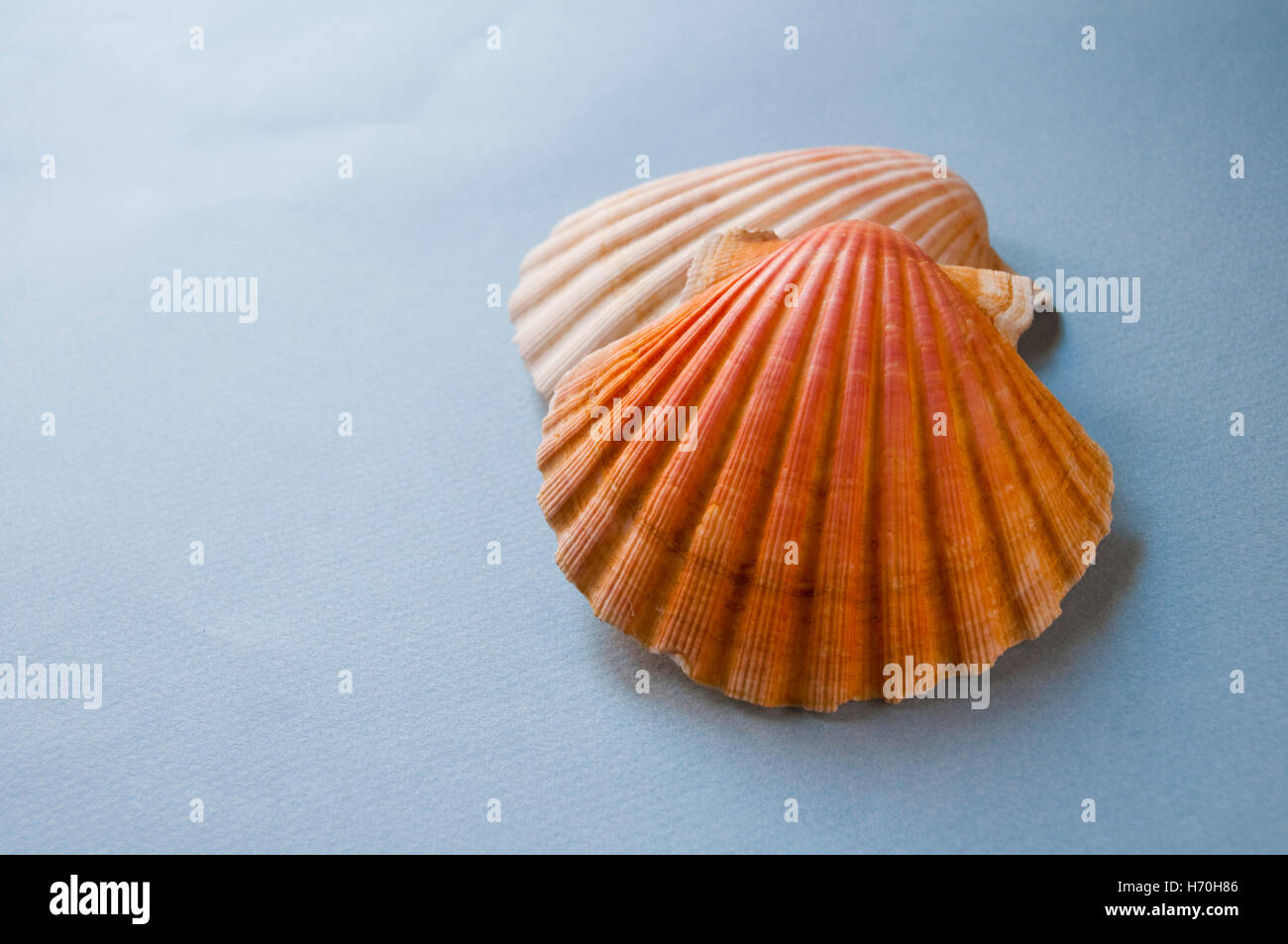 Camino scallop shells hi-res stock photography and images - Alamy