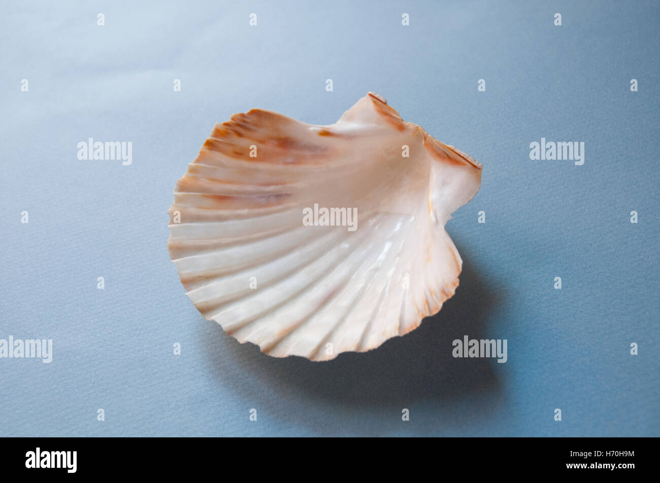 Shell of scallop Stock Photo - Alamy