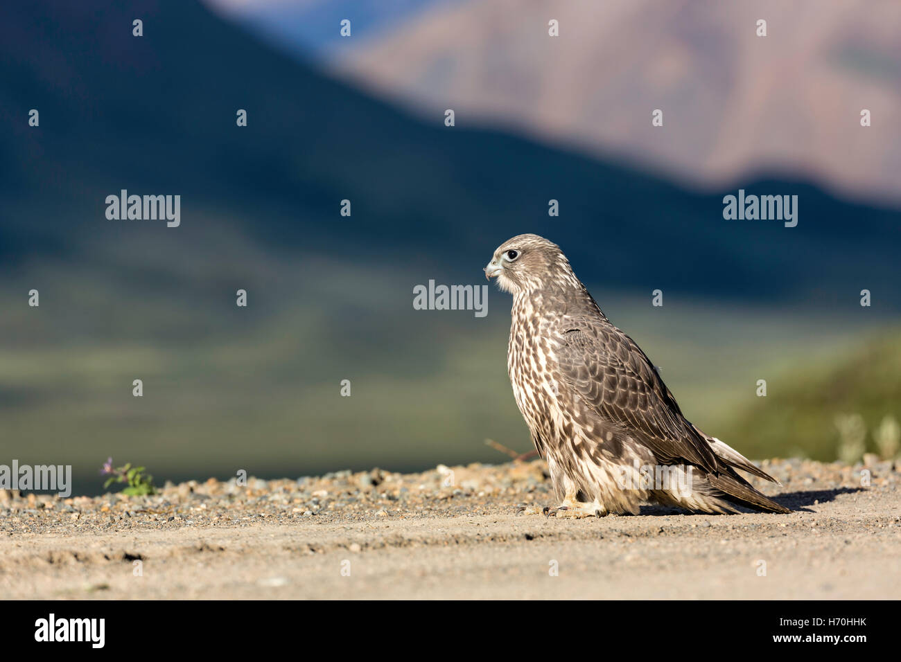Juvenile Gyrfalcon (Falco rusticolus) on Denali Park Road at Polychrome ...