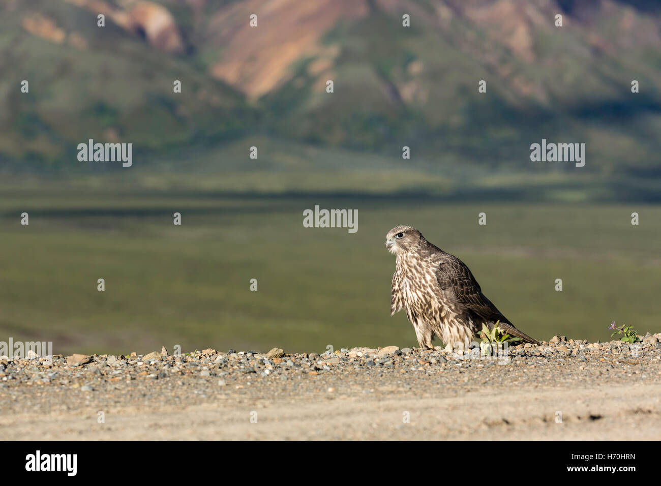 Juvenile Gyrfalcon (Falco rusticolus) on Denali Park Road at Polychrome ...