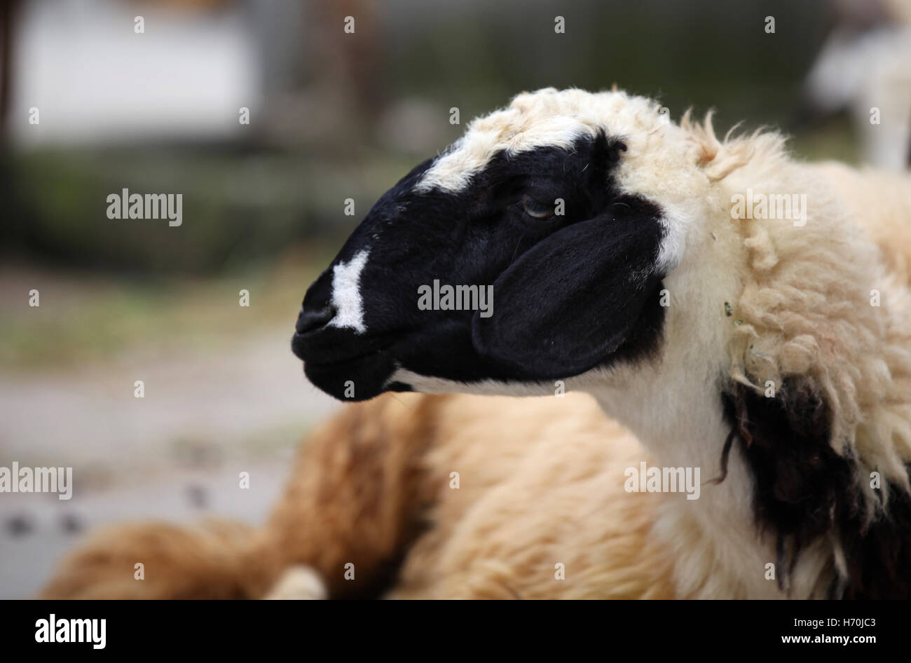 Common sheep with wool, Thailand, Southeast Asia Stock Photo - Alamy