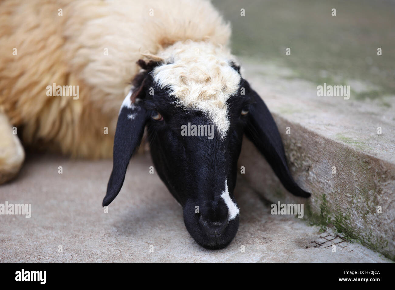 Common Sheep High Resolution Stock Photography and Images - Alamy