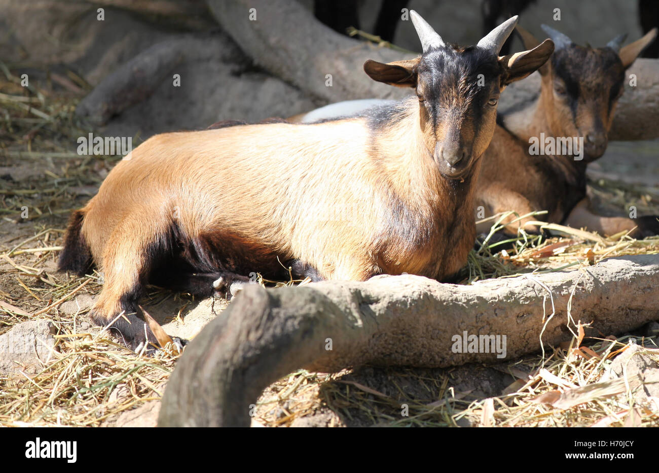 Goats bask in the sun, Thailand, Southeast Asia Stock Photo - Alamy