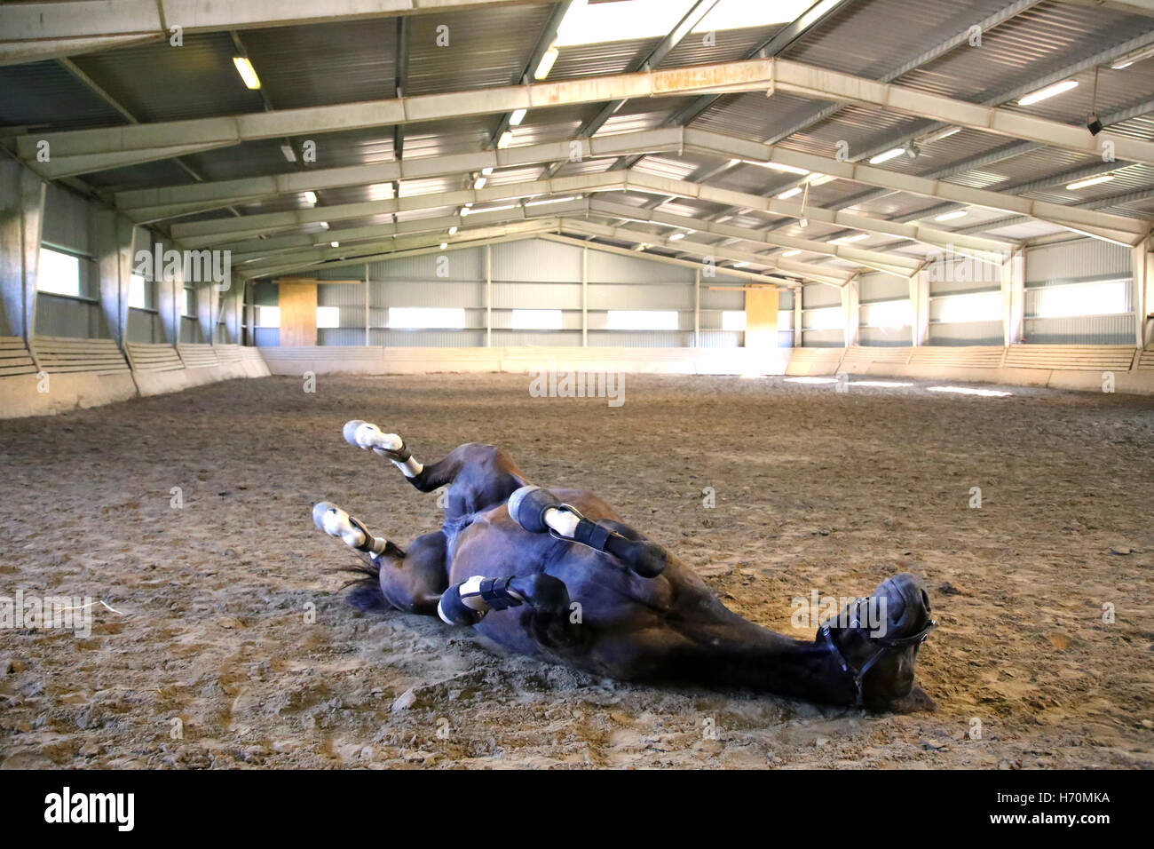 Saddle horse having fun in riders hall. Note: Visible grain at 100% ...