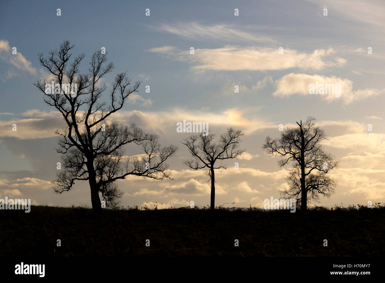 tree on top, Patagonia, Chile Stock Photo - Alamy