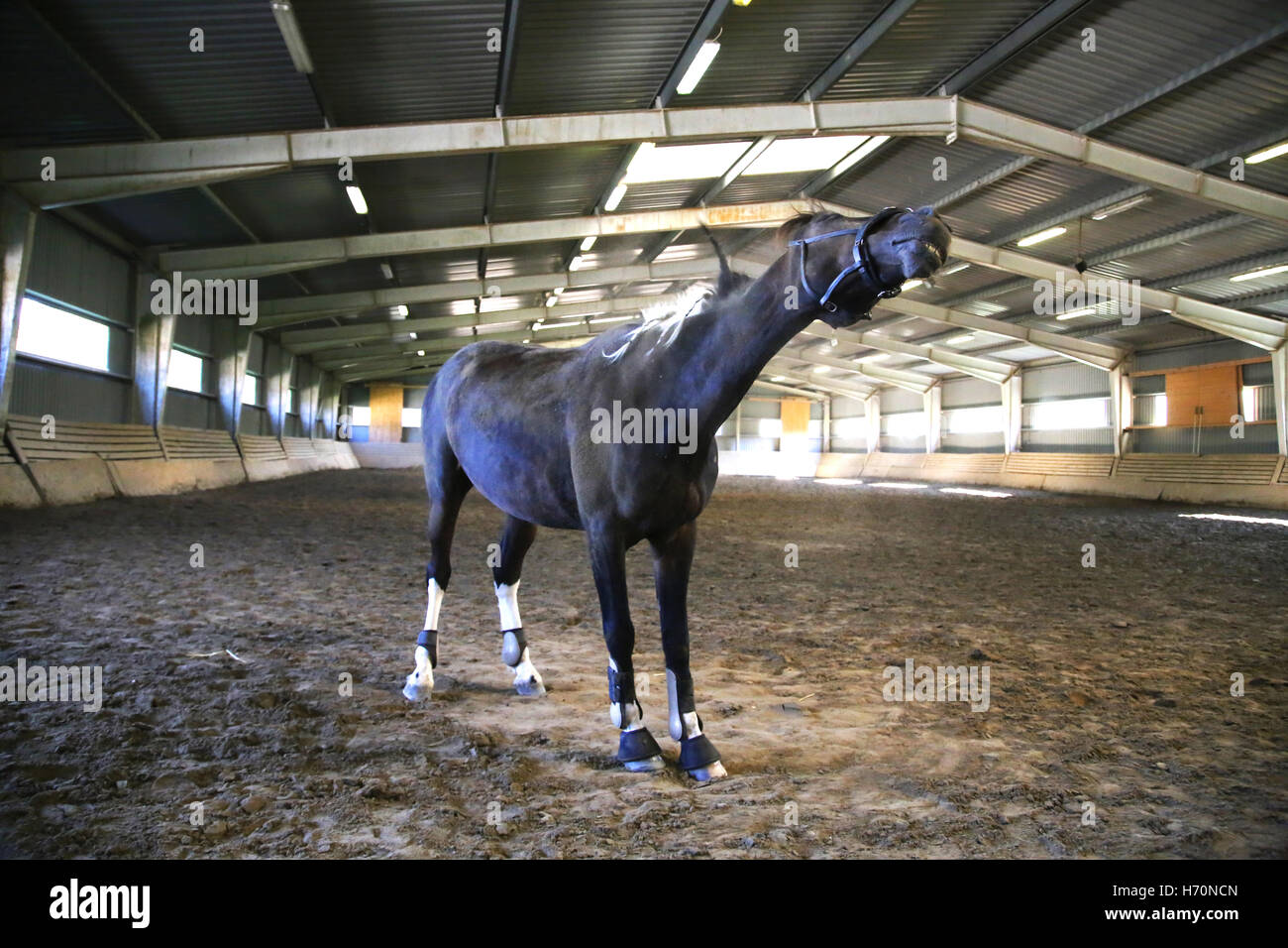Saddle horse having fun in riders hall. Note: Visible grain at 100% ...