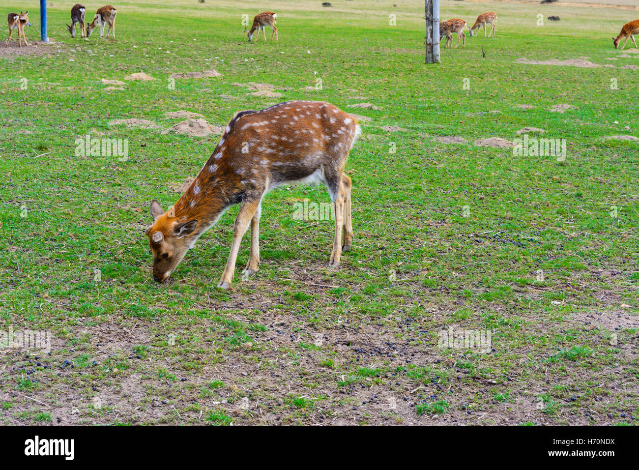 Deer - large animals with an elegant body and slender, shapely legs ...
