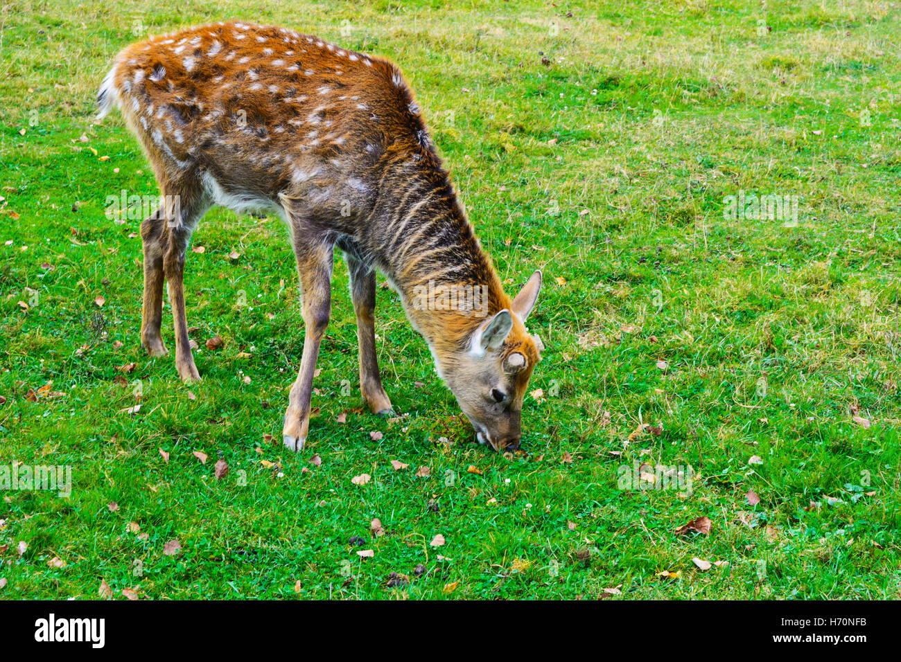Deer - large animals with an elegant body and slender, shapely legs ...