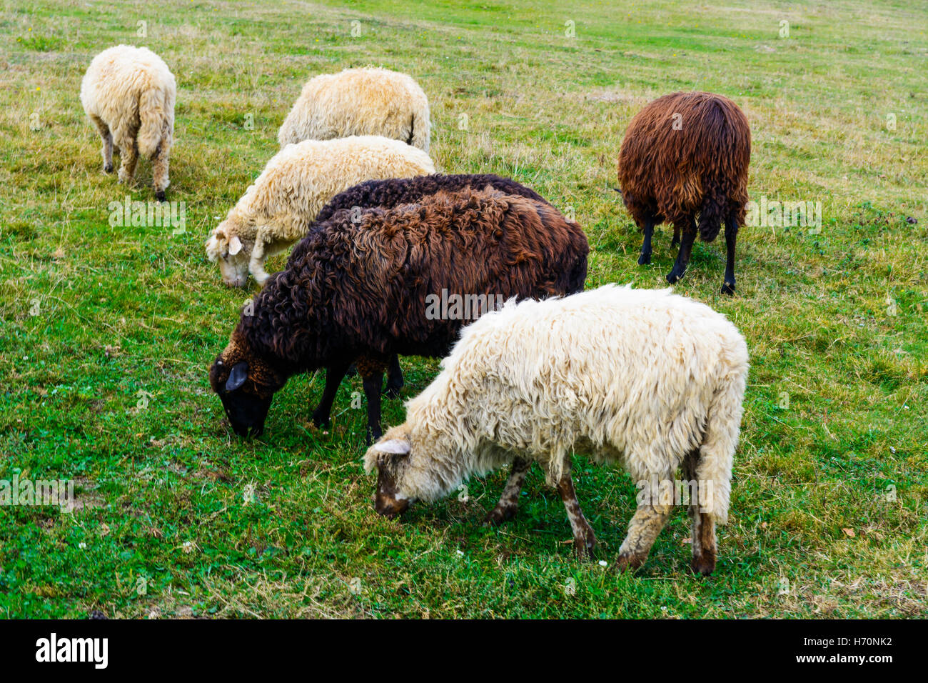 Sheep form hi-res stock photography and images - Alamy