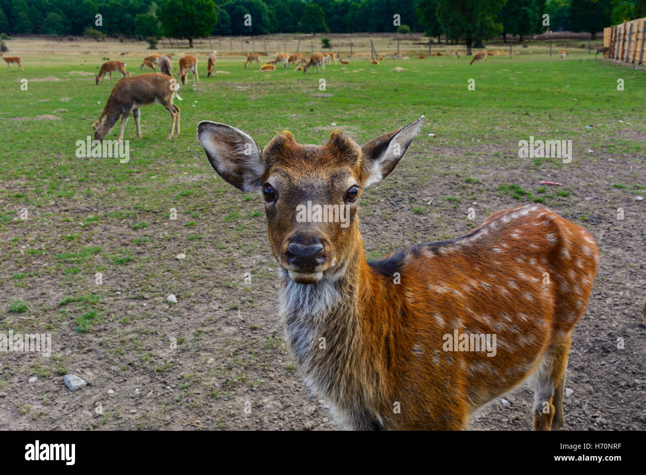 Deer - large animals with an elegant body and slender, shapely legs ...