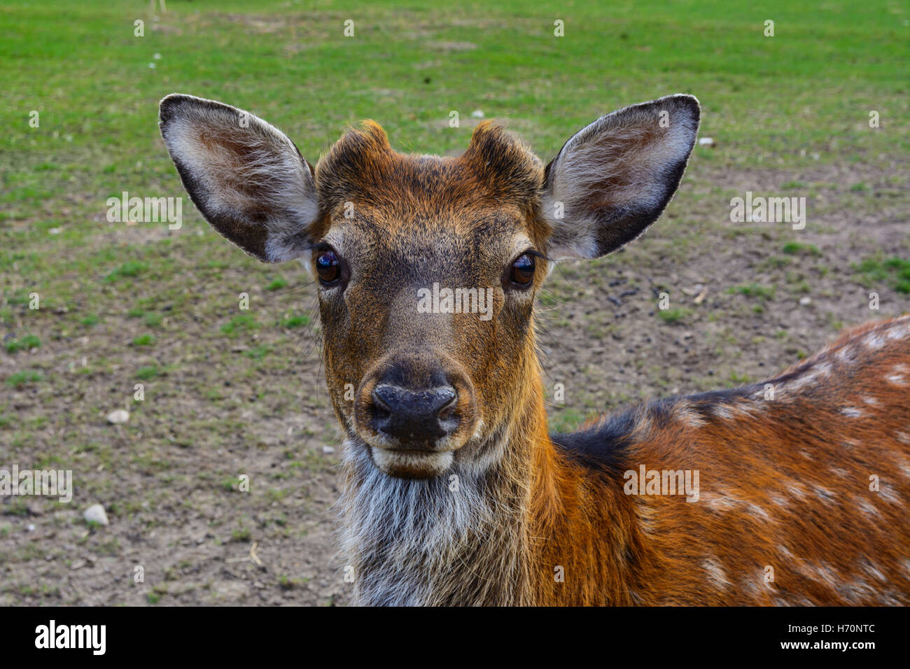 Deer - large animals with an elegant body and slender, shapely legs ...