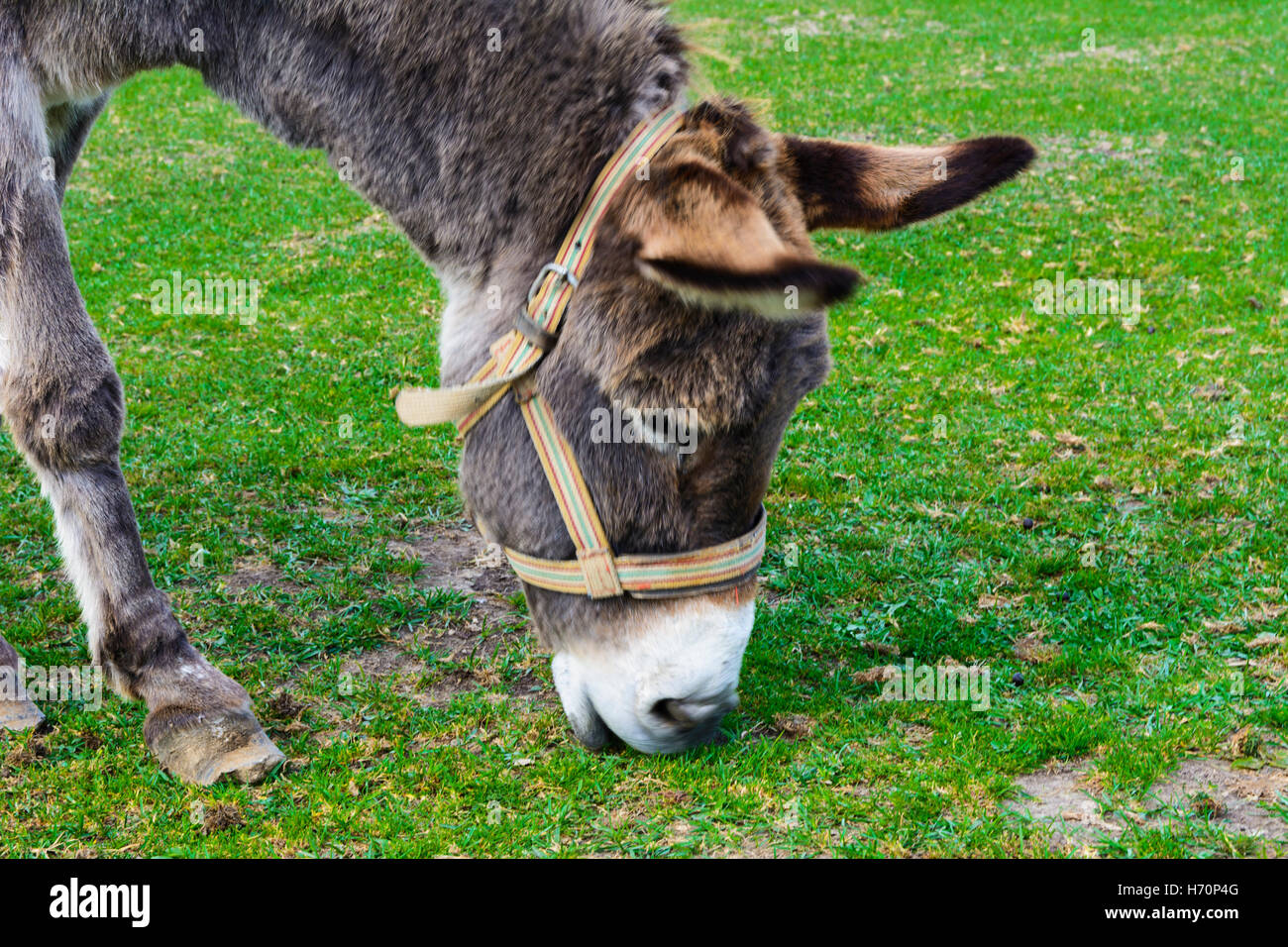Donkey - plain, unassuming and very stubborn animals Stock Photo - Alamy