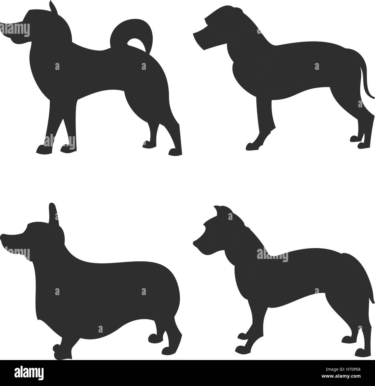 Pitbull and corgi Black and White Stock Photos & Images - Alamy