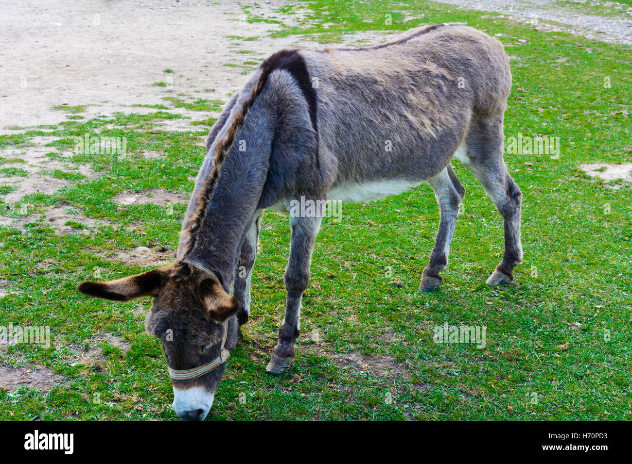 Donkey - plain, unassuming and very stubborn animals Stock Photo - Alamy