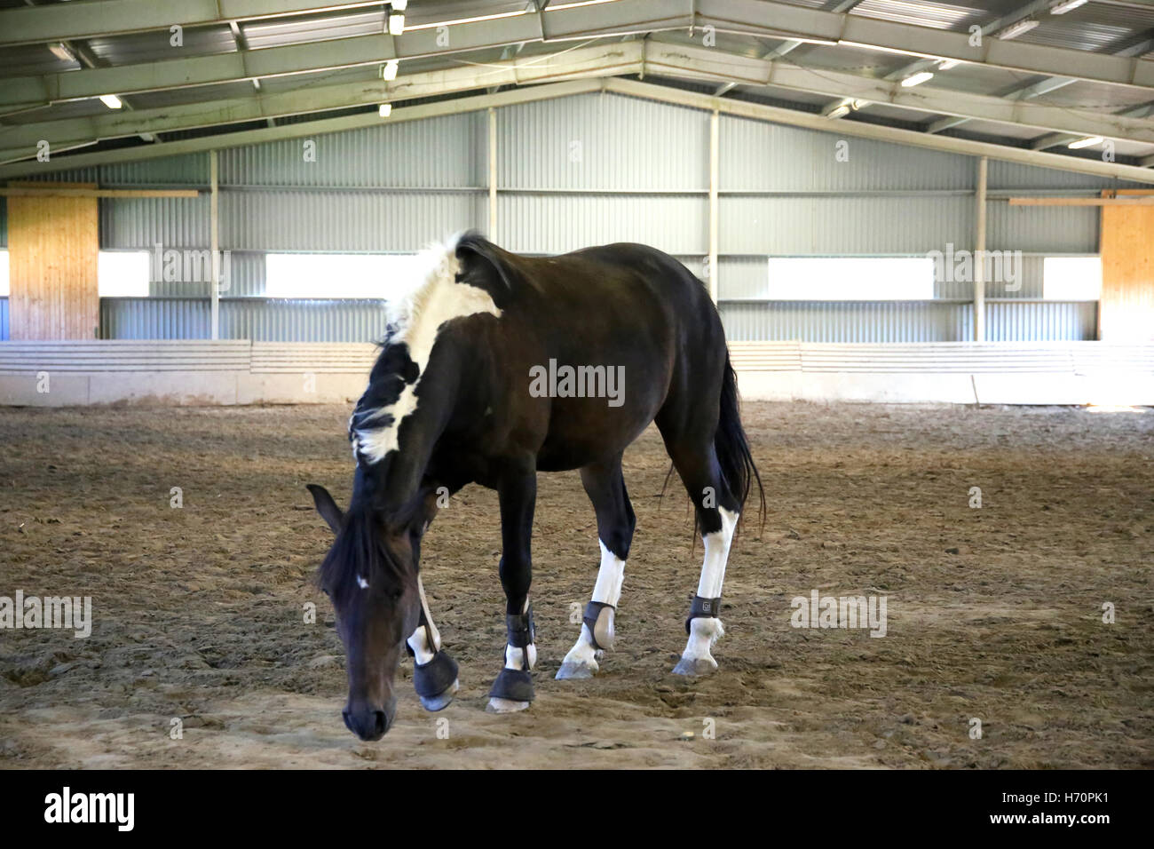 Saddle horse having fun in riders hall. Note: Visible grain at 100% ...