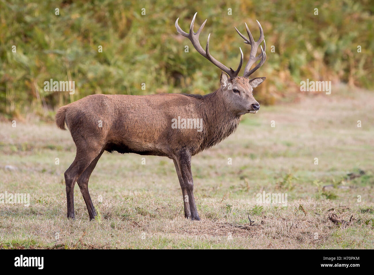 Red deer mating uk hi-res stock photography and images - Alamy