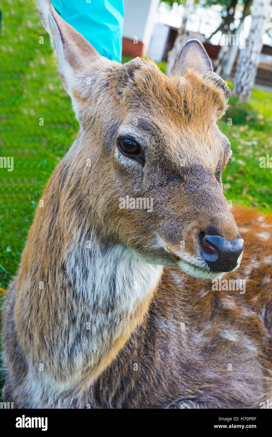 Deer - large animals with an elegant body and slender, shapely legs ...