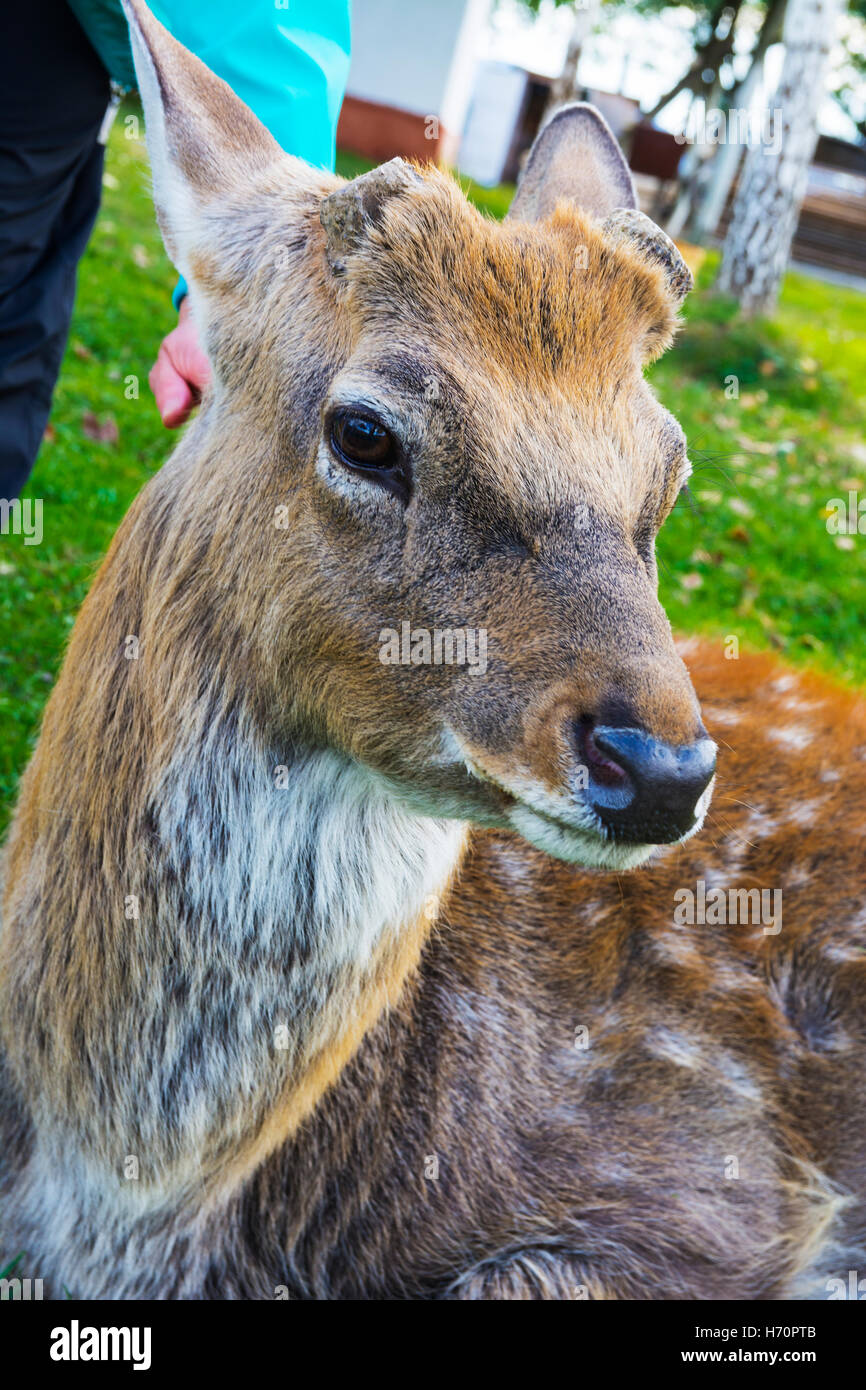Deer - large animals with an elegant body and slender, shapely legs ...