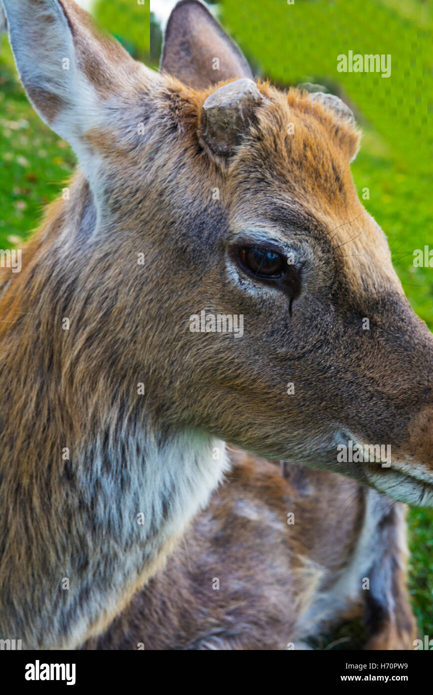 Deer - large animals with an elegant body and slender, shapely legs ...