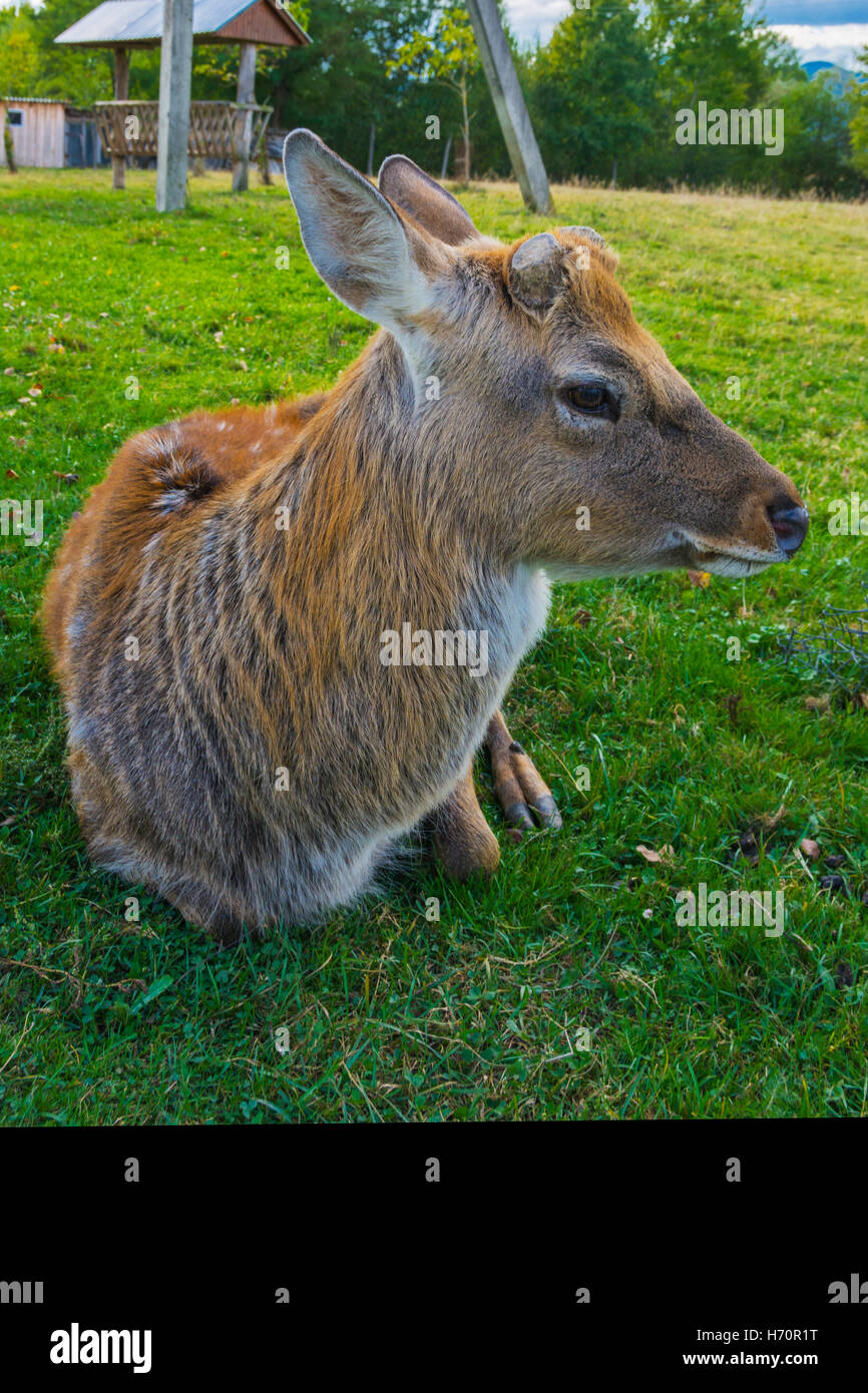 Deer - large animals with an elegant body and slender, shapely legs ...