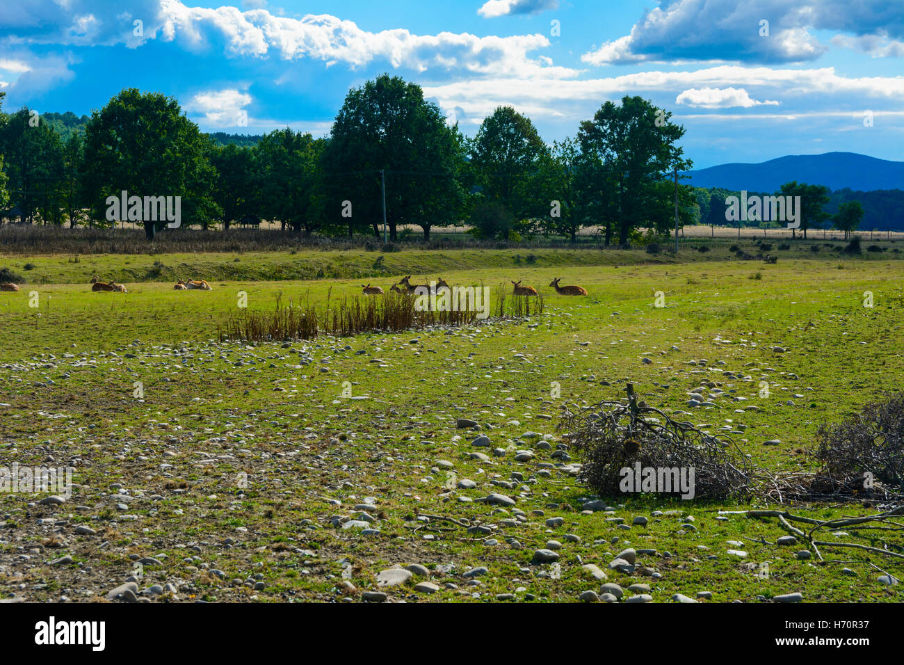 Deer - large animals with an elegant body and slender, shapely legs ...