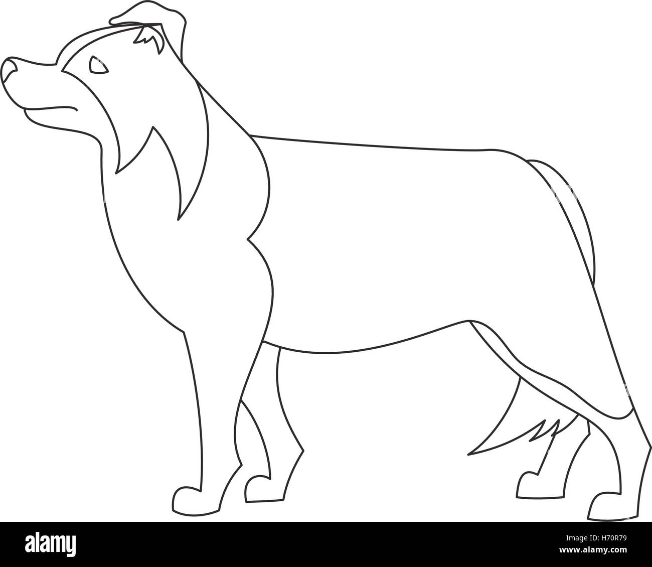 Border collie standing Stock Vector Images - Alamy