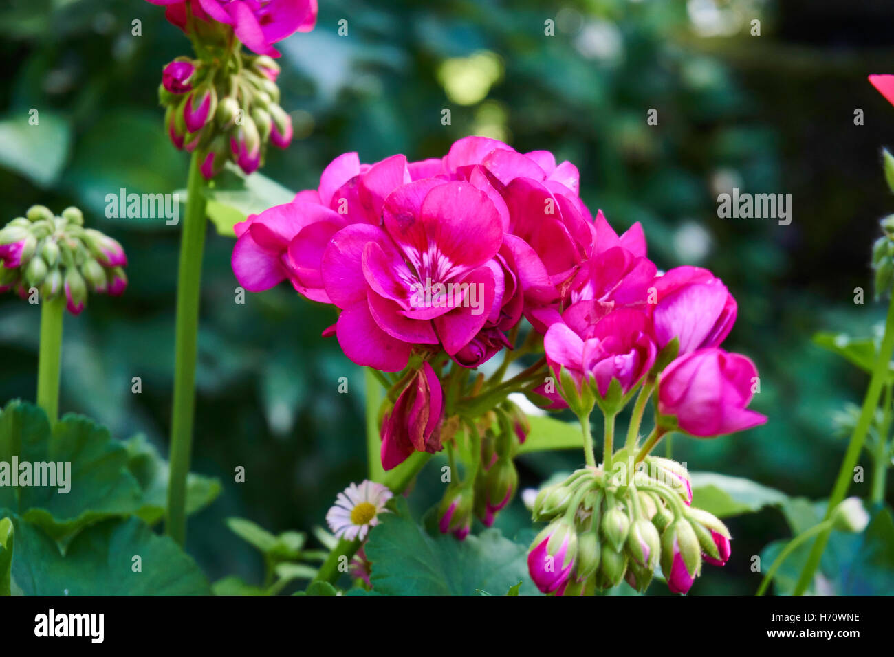 Extremely rare and beautiful garden well groomed with amazing species ...