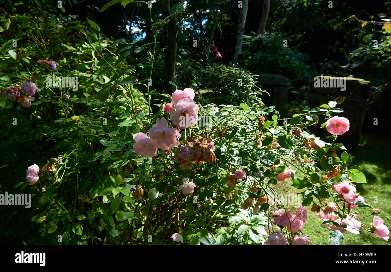Extremely rare and beautiful garden well groomed with amazing species ...