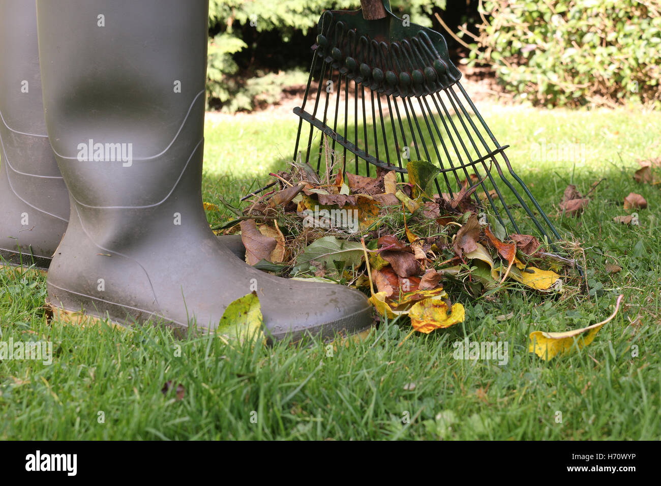 Tidy leaves hi-res stock photography and images - Alamy