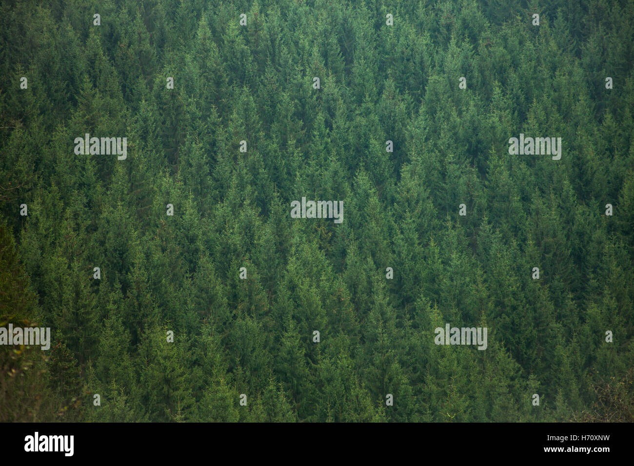 Spruce pattern hi-res stock photography and images - Alamy