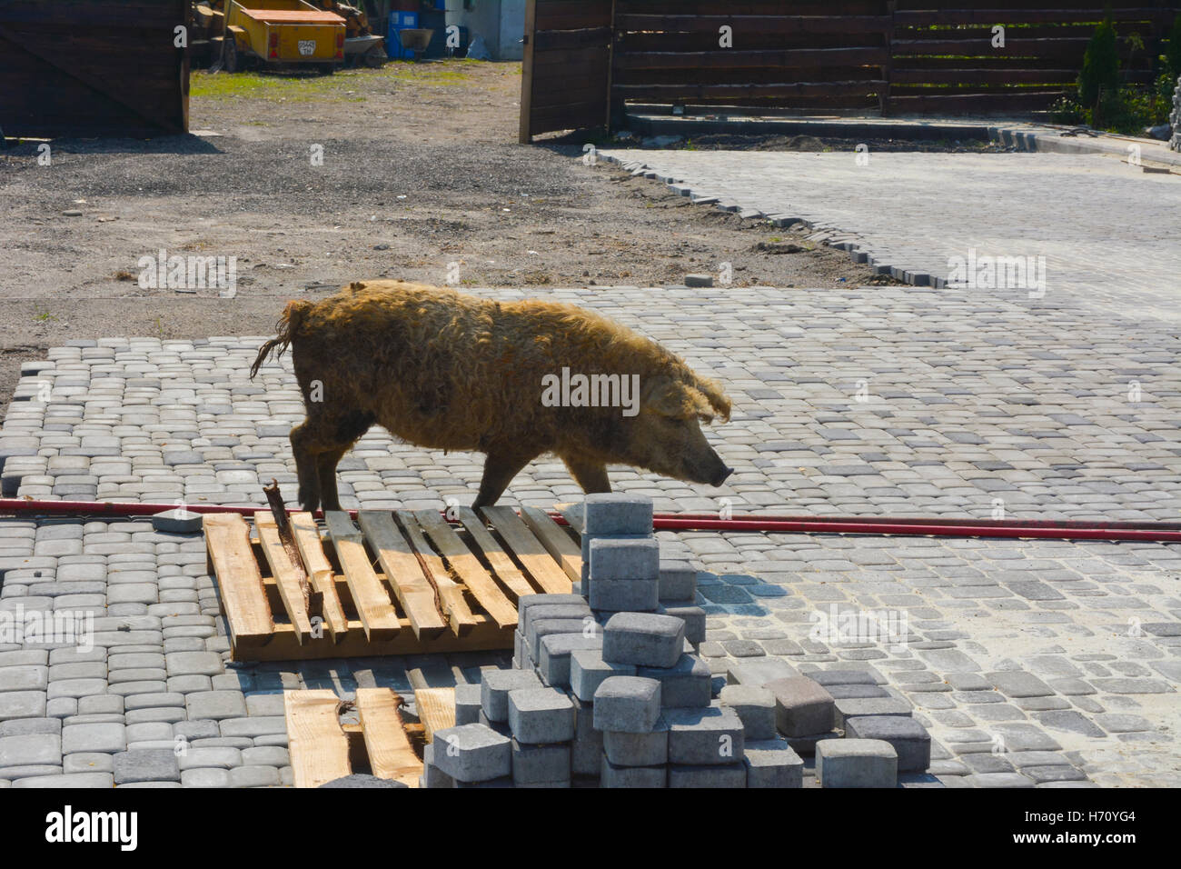 Domestic pig with an unusual coat and appearance Stock Photo - Alamy