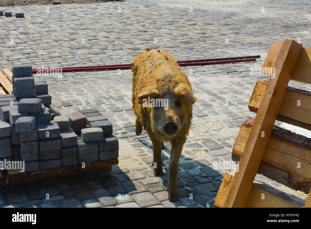 Domestic pig with an unusual coat and appearance Stock Photo - Alamy