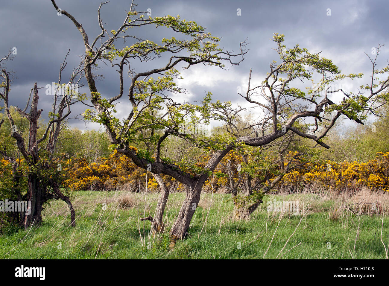 Trees and gorse spine bushes in a cloudy day in May Stock Photo - Alamy