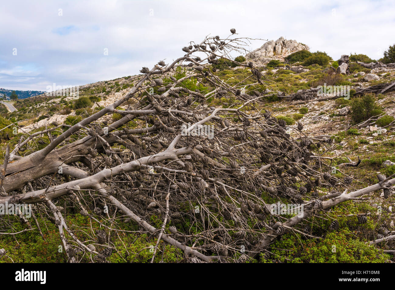 Dead tree after a forest fire at Parnitha national park in Greece Stock ...