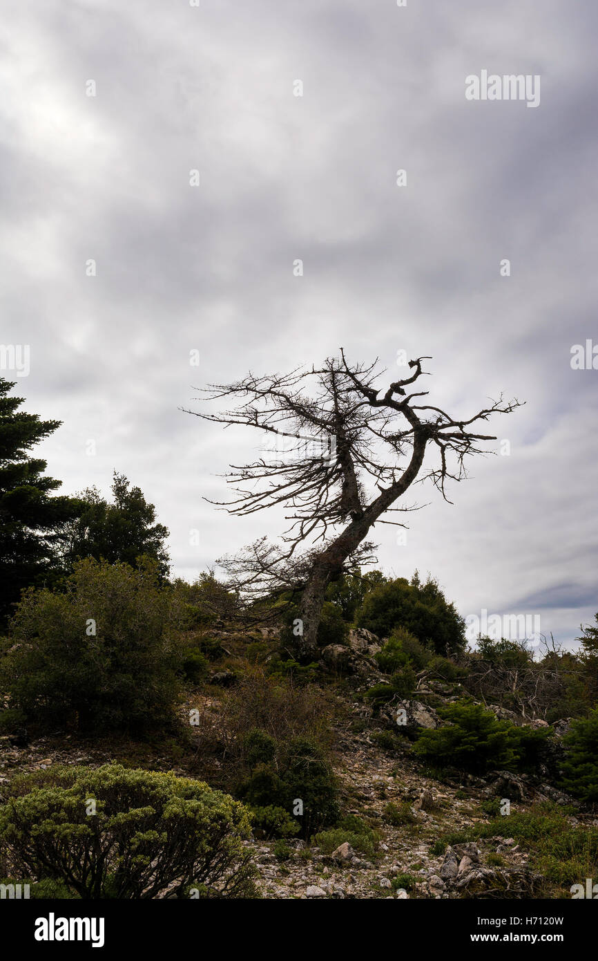 Dead tree at Parnitha national park in Greece Stock Photo - Alamy