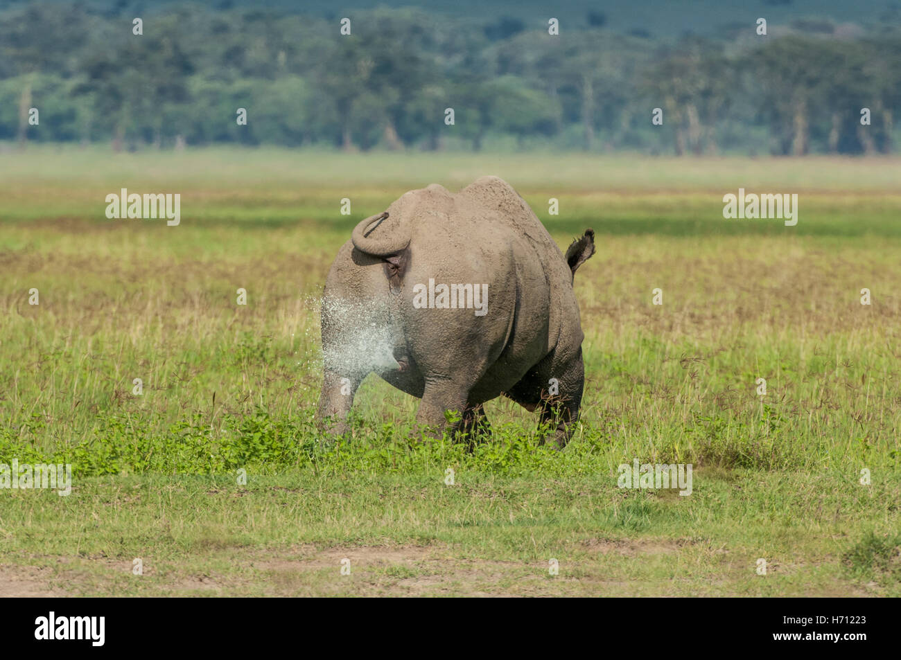 Black rhinoceros, male, spray marking territory, (Diceros bicornis ...