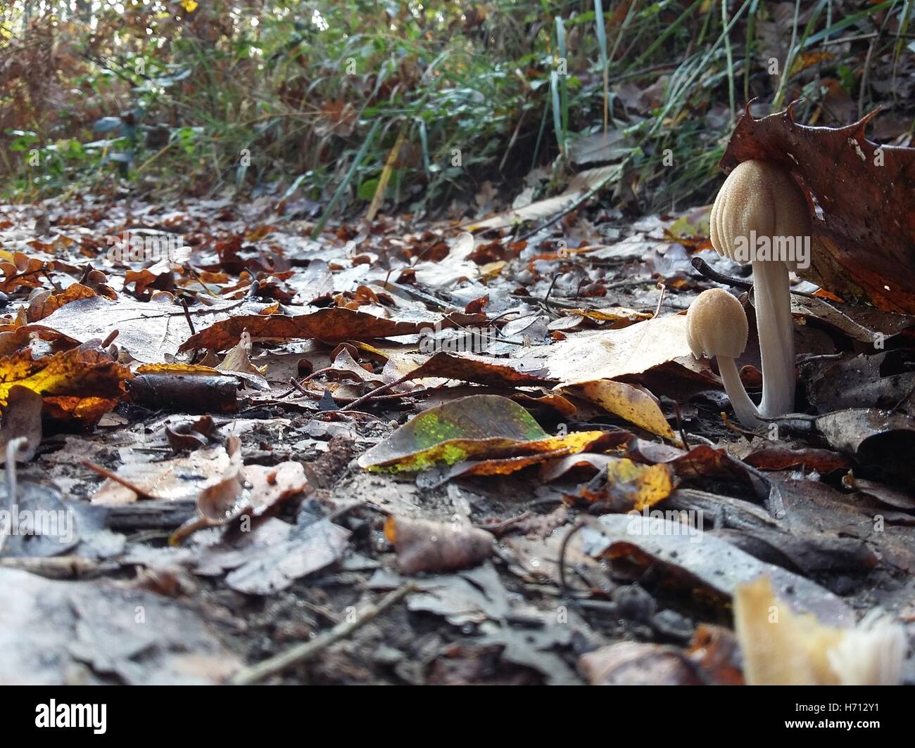 Edible species of fungus hi-res stock photography and images - Alamy