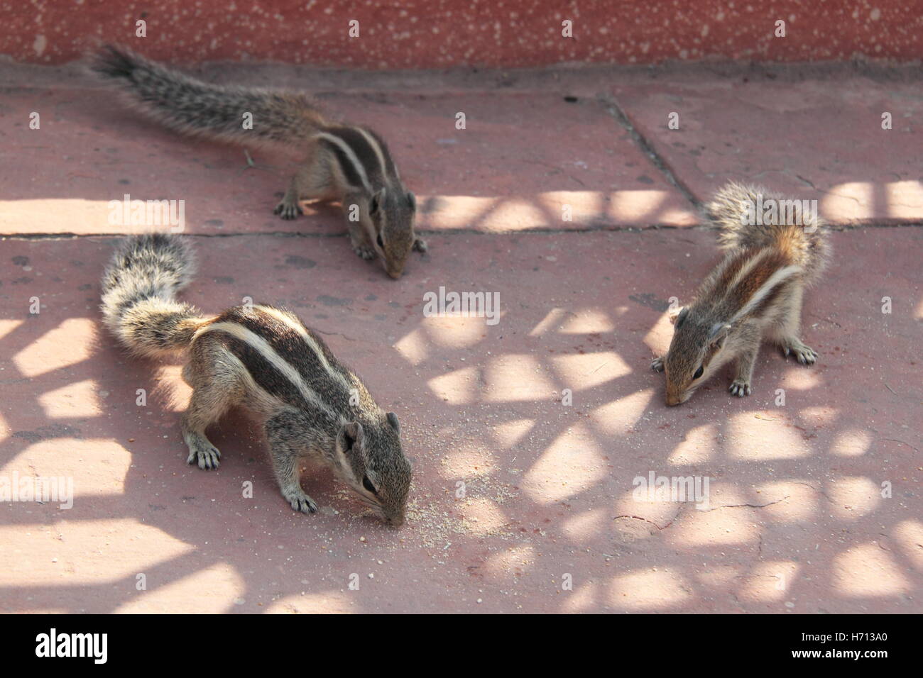 Indian (aka three-striped) Palm Squirrel (Funambulus palmarum), Agra ...