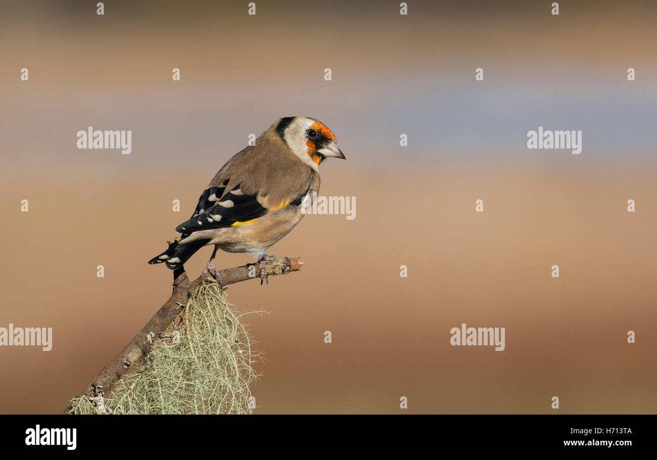 Goldfinch perch hi-res stock photography and images - Alamy
