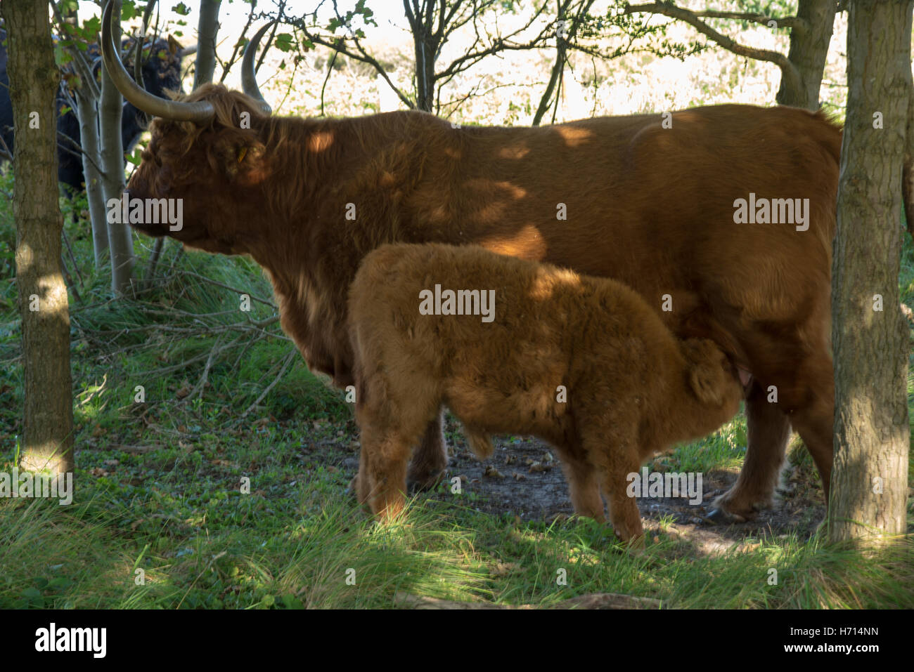 Scottish highlanders hi-res stock photography and images - Alamy