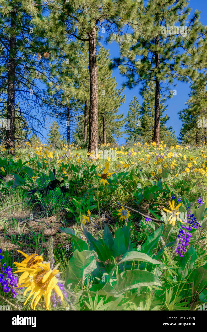 Wild Flowers near Lake Chelan Stock Photo - Alamy