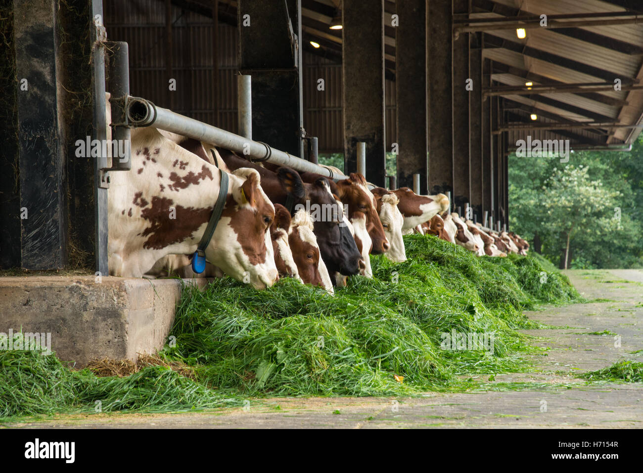 Stable of cows hi-res stock photography and images - Alamy