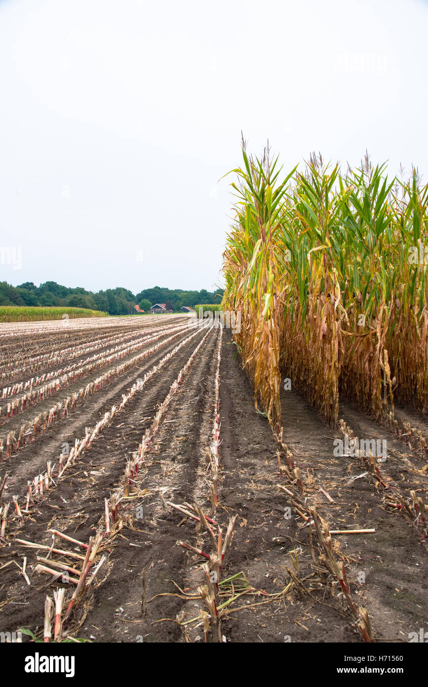 field with corn and cut plants Stock Photo - Alamy