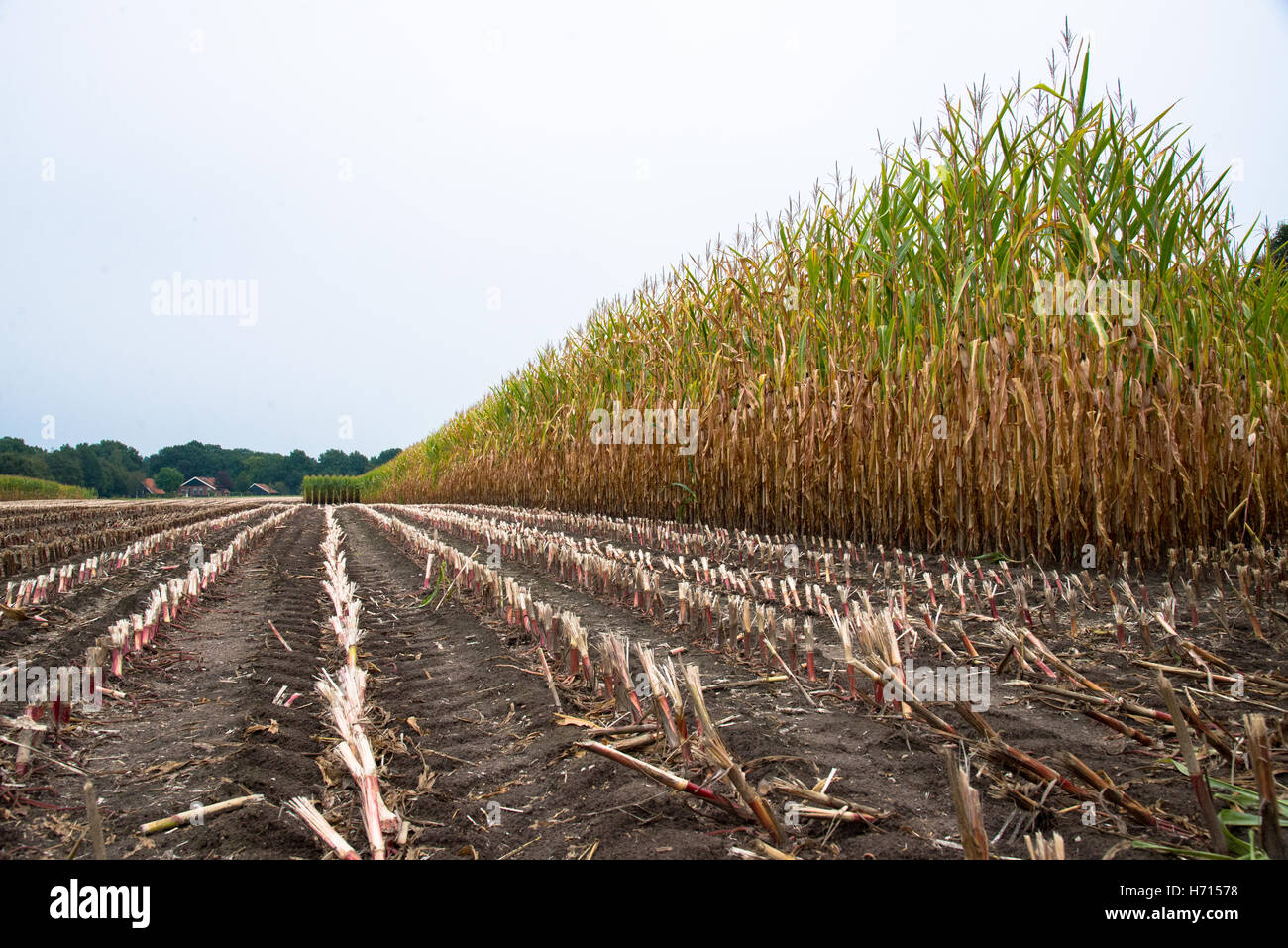 Cut corn field hi-res stock photography and images - Alamy